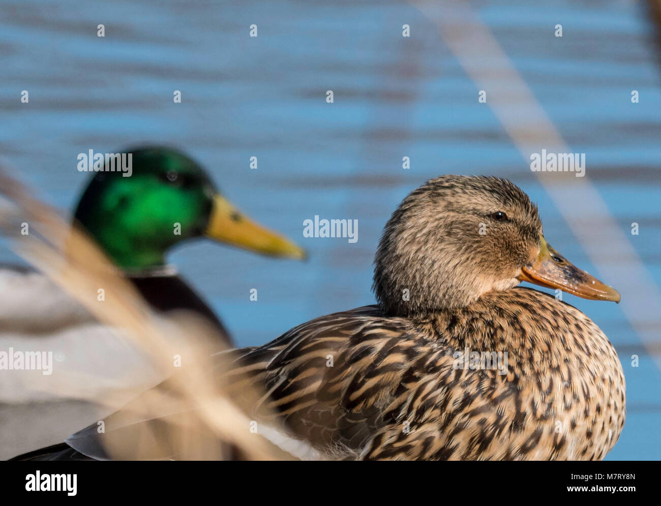 Mallard Ducks, spring is close Stock Photo - Alamy