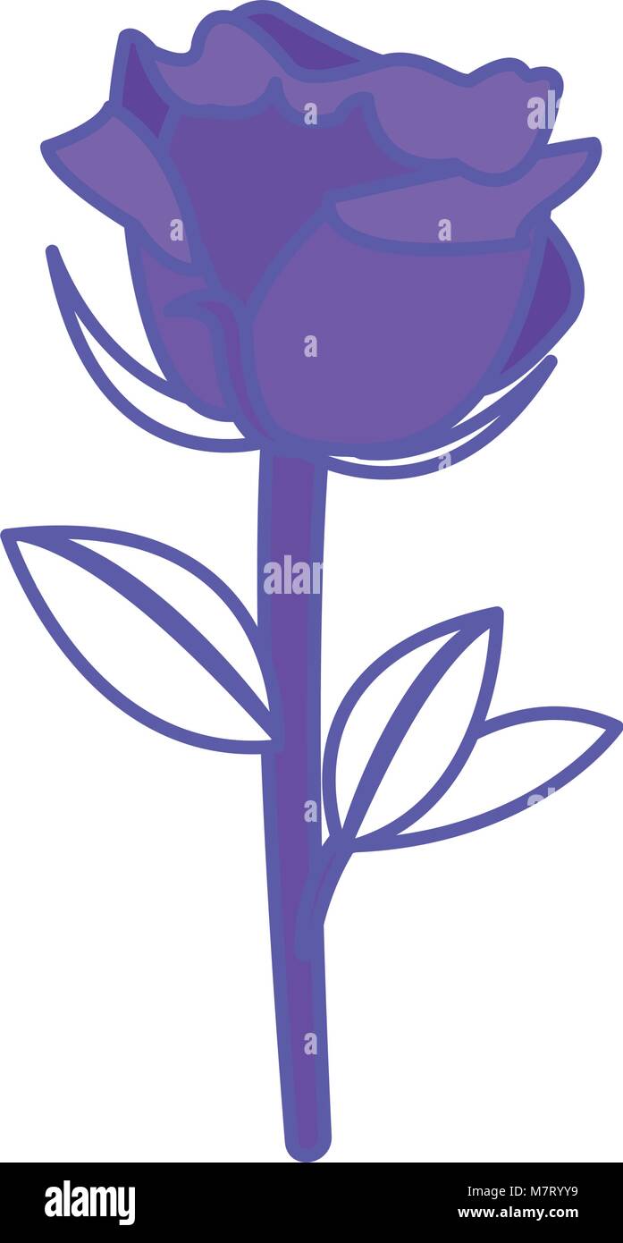 duo color beautiful nature rose design decoration Stock Vector Image ...