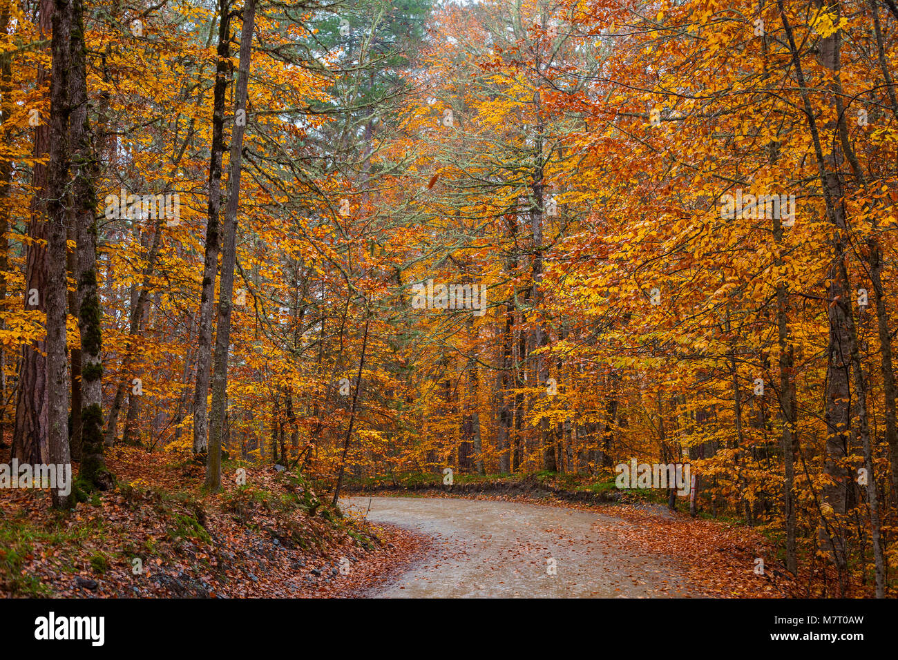 Landscape with Great Autumn Colors Stock Photo - Alamy