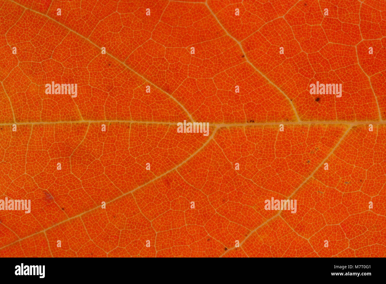 A Autumn leaf macro background Stock Photo - Alamy