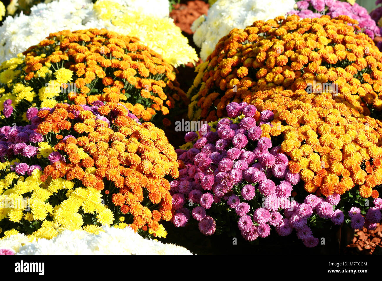 Colorful autumn mum flowers in pots Stock Photo - Alamy