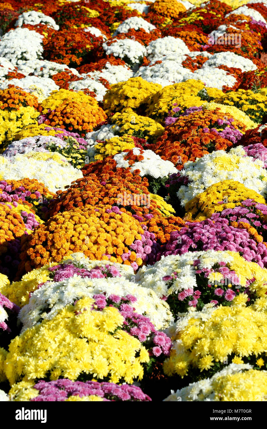 Colorful autumn mum flowers in pots Stock Photo - Alamy