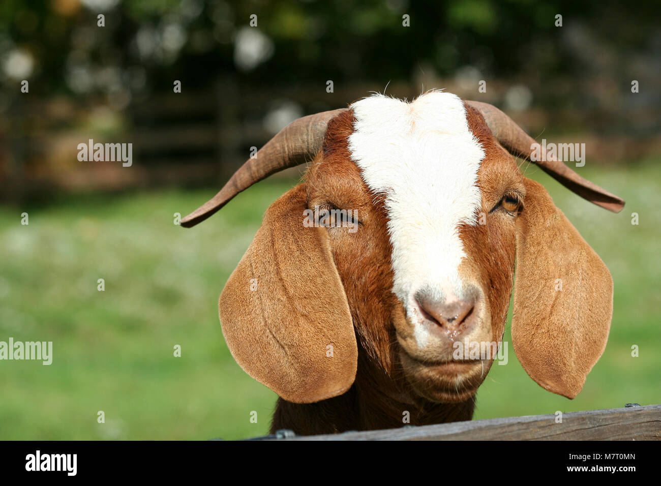 Billy goat with head over fence Stock Photo - Alamy