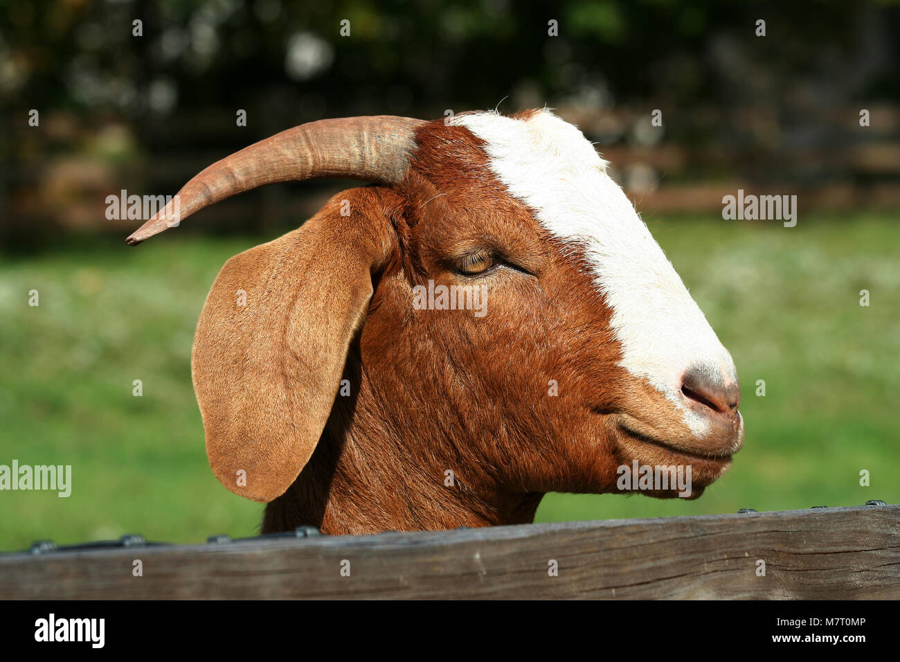 Billy goat with head over fence Stock Photo - Alamy