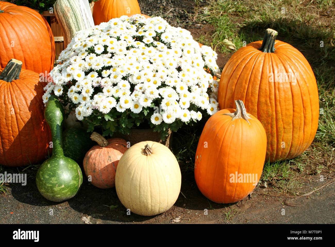 A Bunch of pumpkins and a mum Stock Photo - Alamy