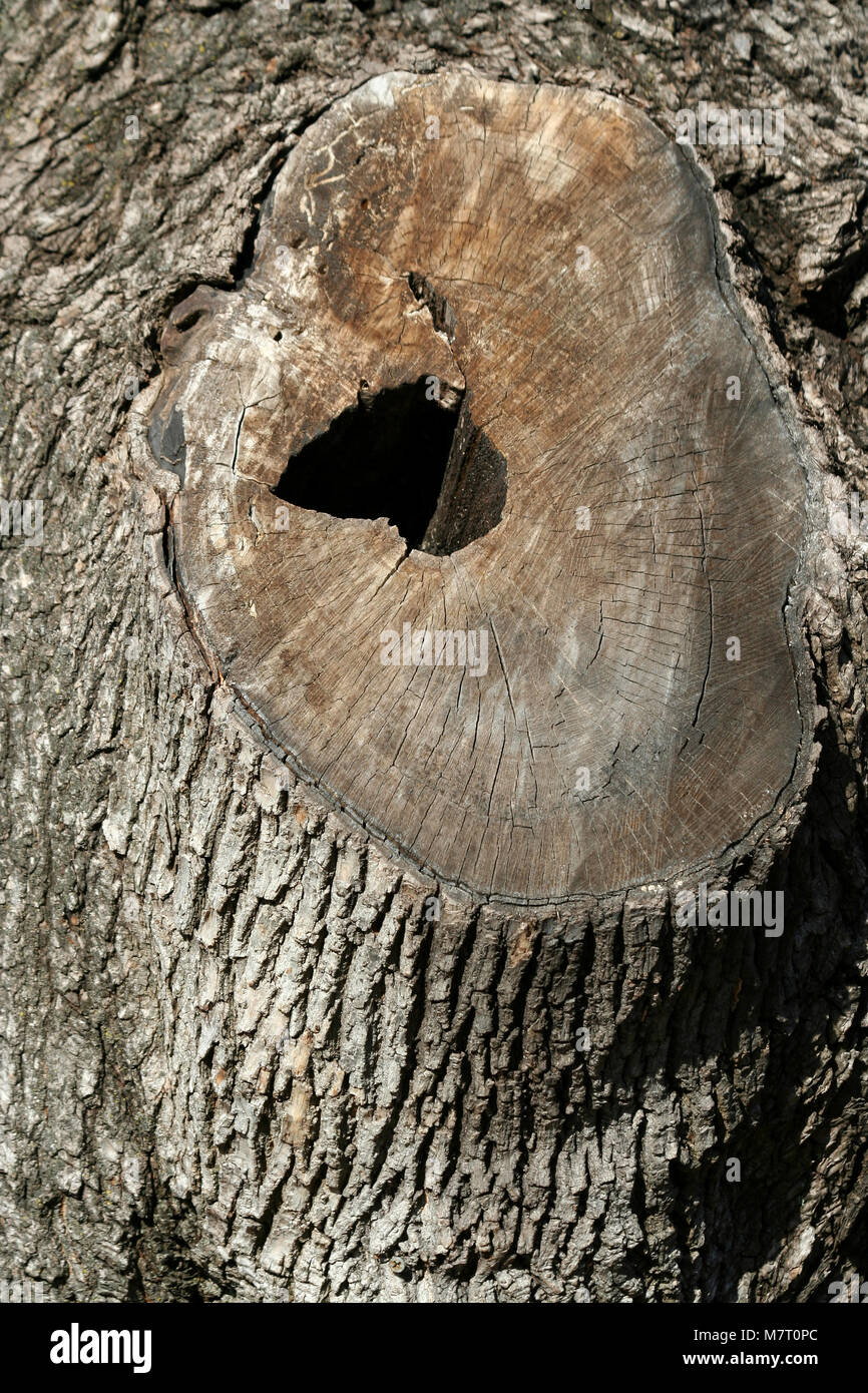 A old tree with a hole Stock Photo - Alamy