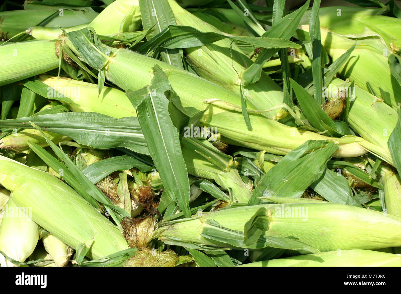 Picked corn hi-res stock photography and images - Alamy