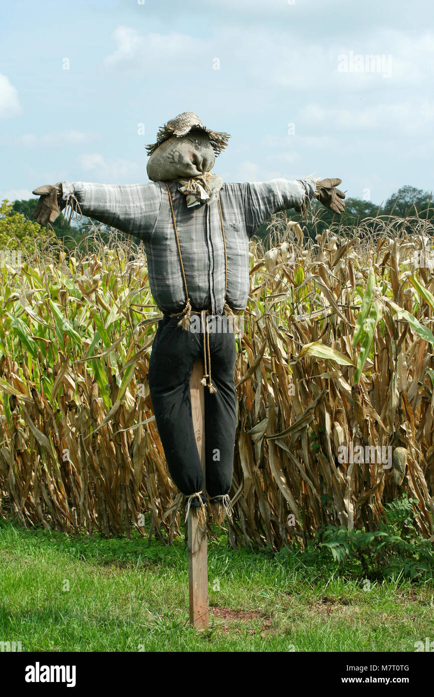 A Scarecrow protecting a corn field Stock Photo - Alamy