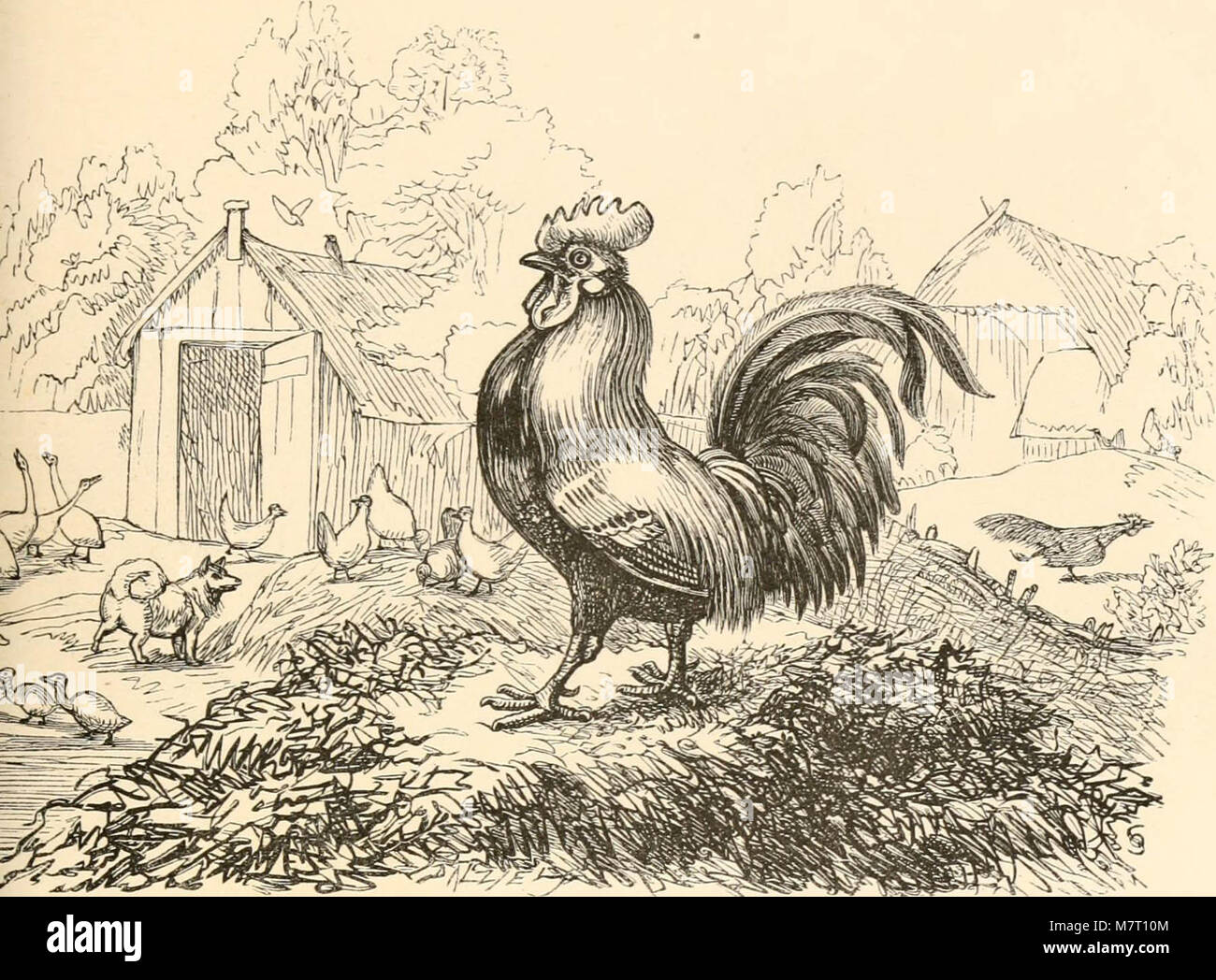 "Picture fables" (1858 Stock Photo - Alamy