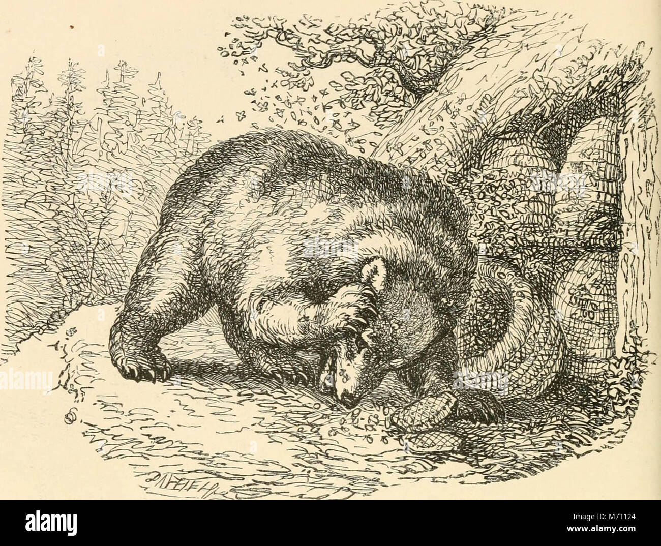 "Picture fables" (1858 Stock Photo - Alamy