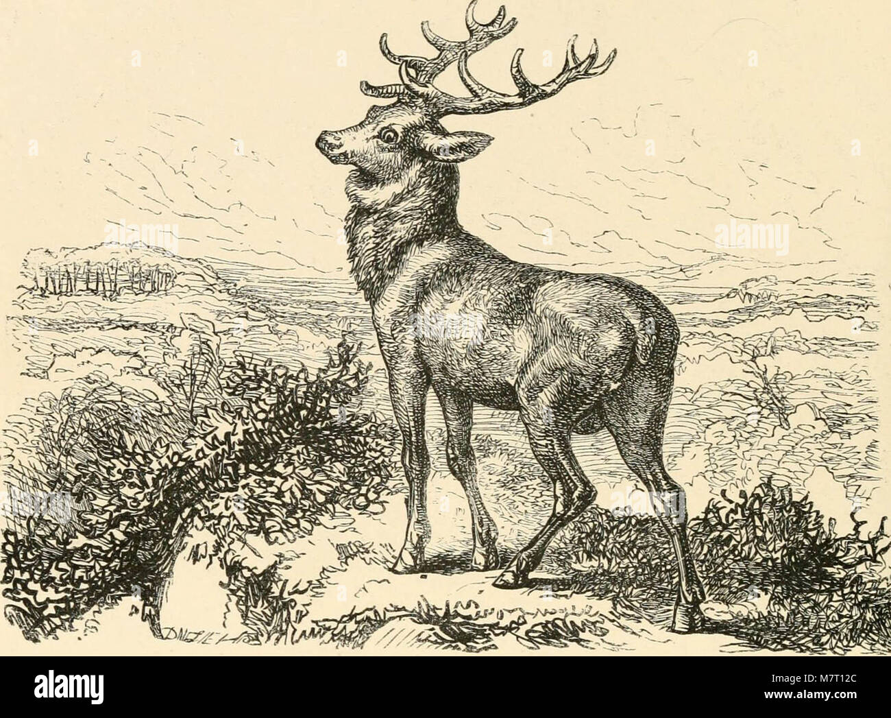 "Picture fables" (1858 Stock Photo - Alamy