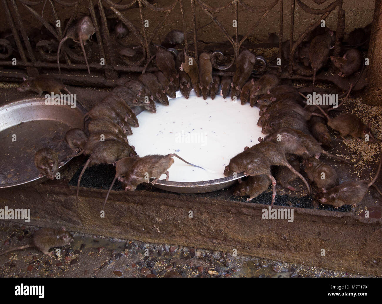 Bikaner Rat Temple, Rajasthan, India Stock Photo - Alamy