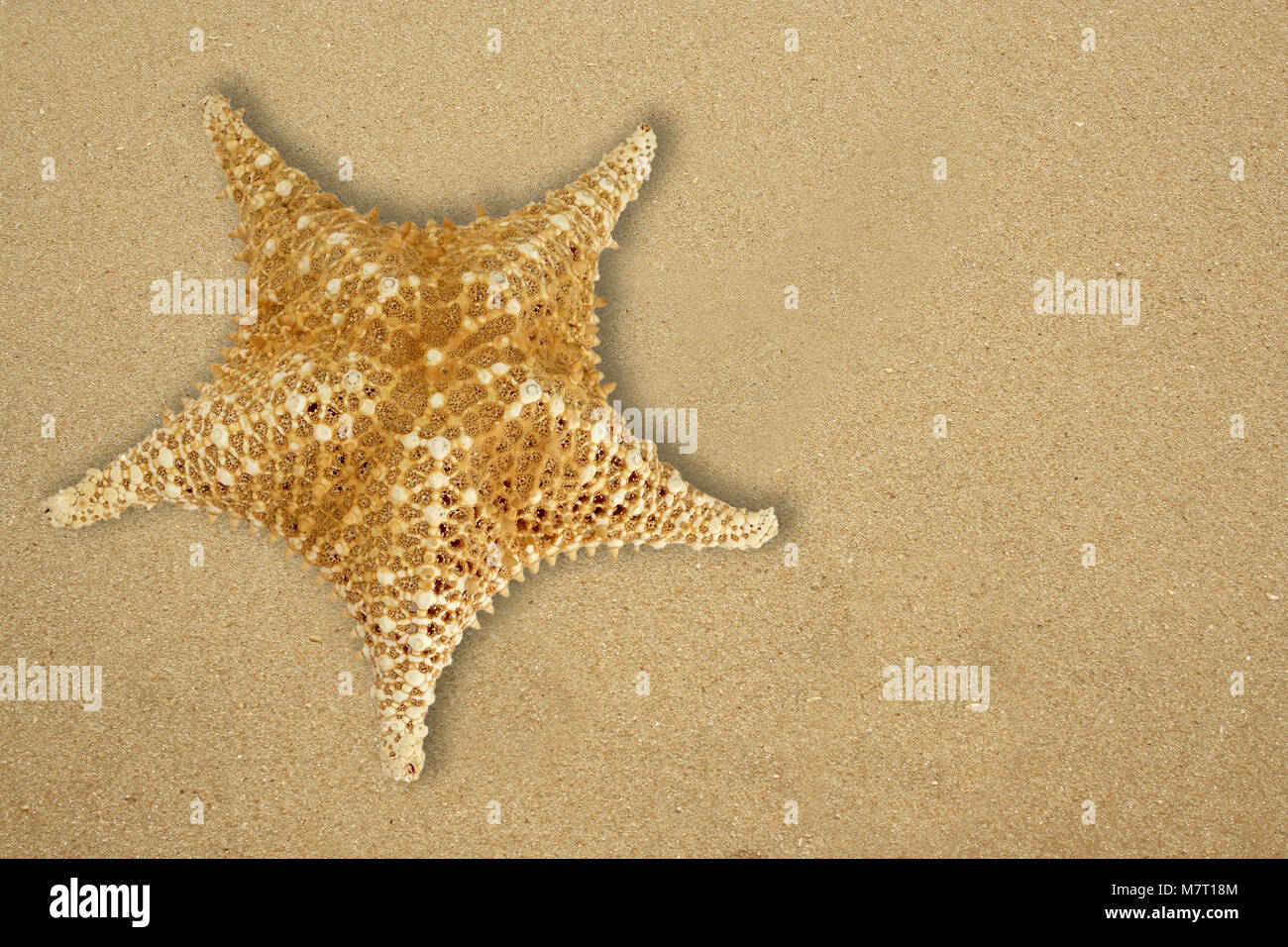 A Star fish on the sandy beach Stock Photo - Alamy