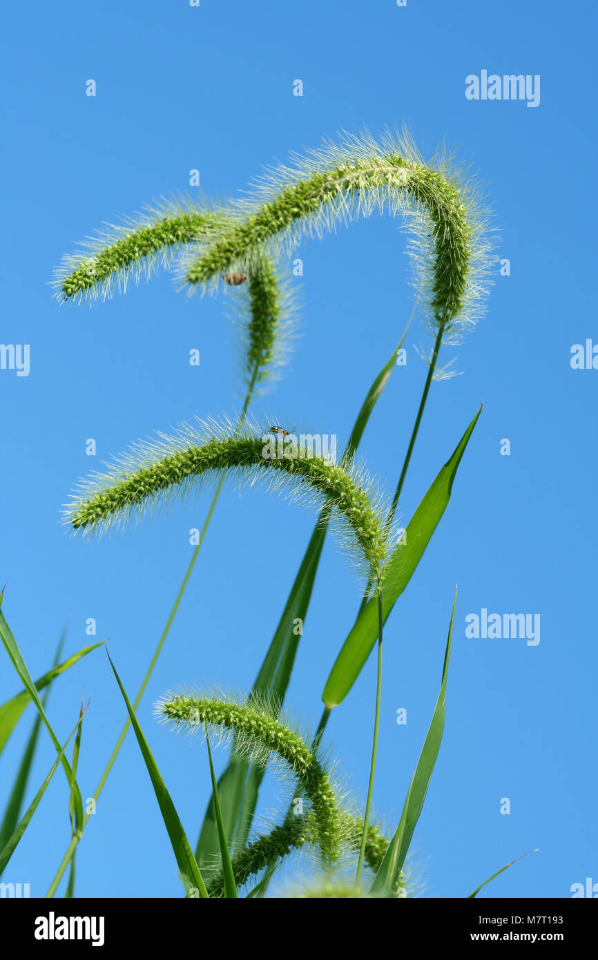 Tall weeds hi-res stock photography and images - Alamy