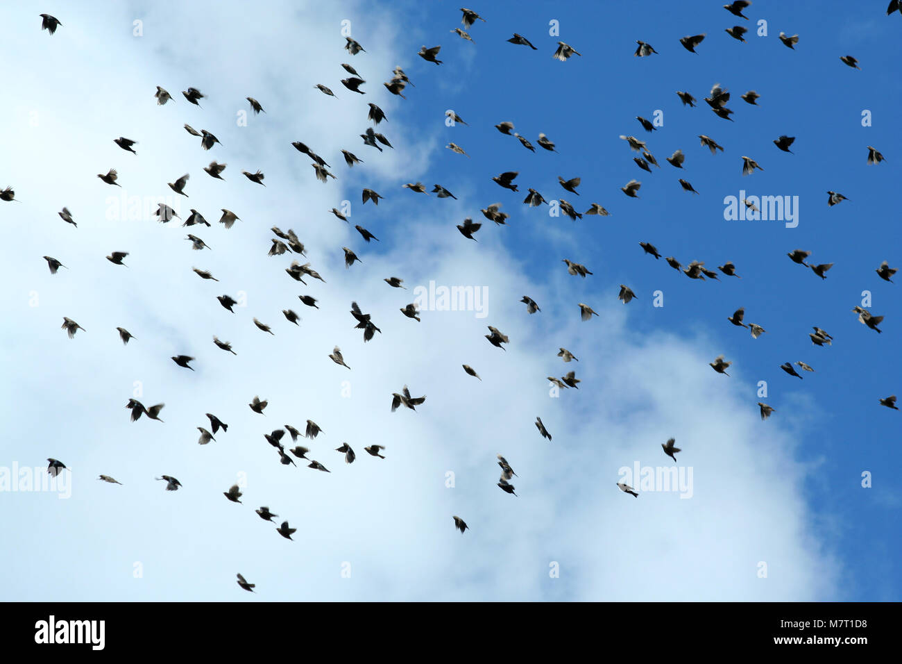 Flock of large birds hi-res stock photography and images - Alamy