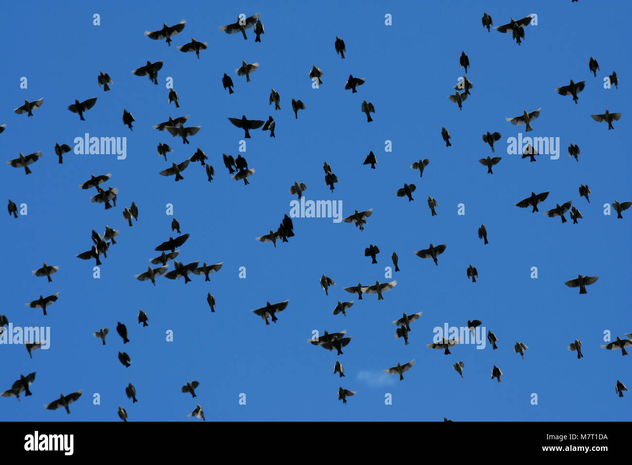 A Large flock of starling birds Stock Photo - Alamy