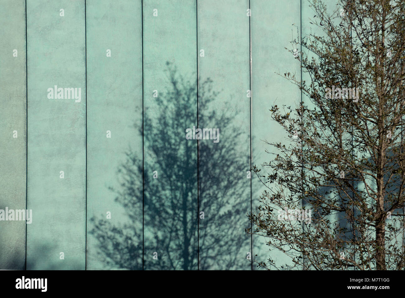 Shadows cast by a tree hi-res stock photography and images - Alamy