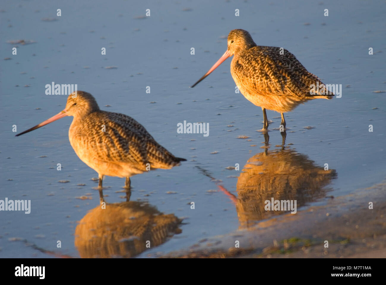 Marbled godwit, Mission Bay Park, San Diego, California Stock Photo - Alamy