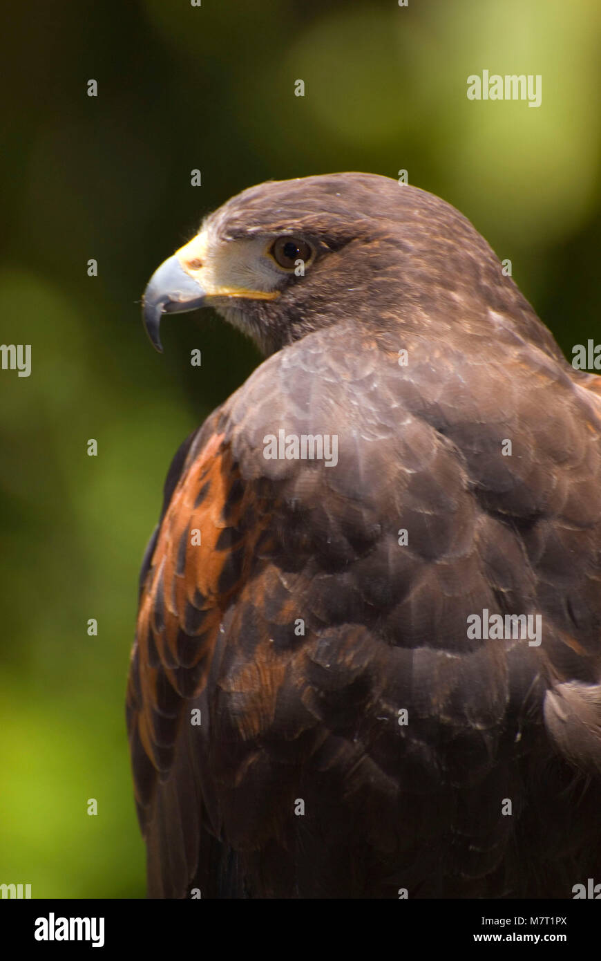 Harris hawk (Parabuteo unicinctus), San Diego Zoo Safari Park ...