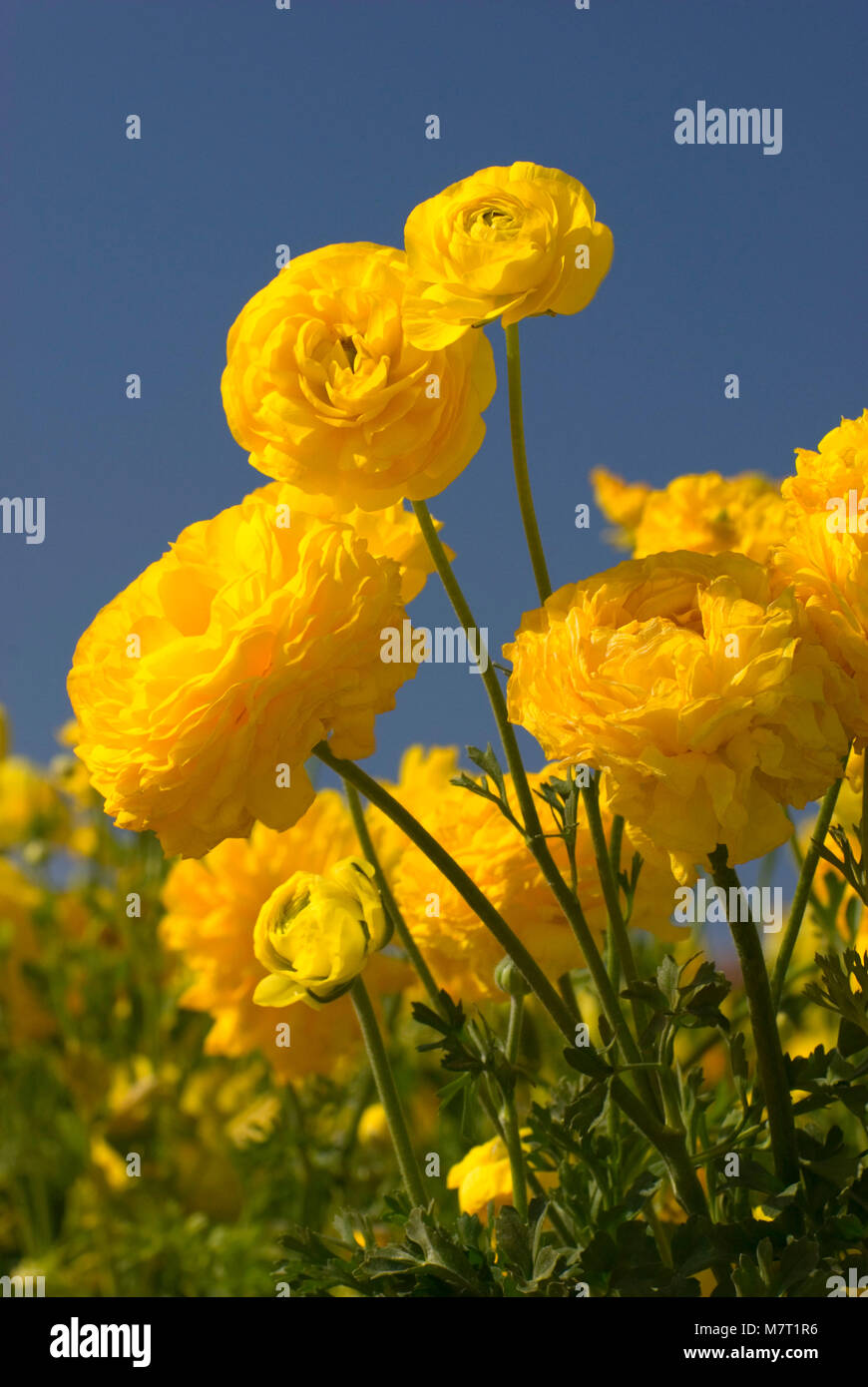 Giant Tecolote Ranunculus, The Flower Fields and Carlsbad Ranch ...