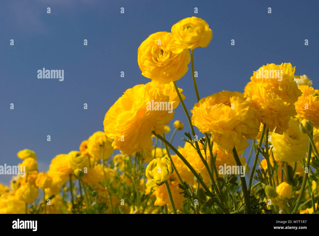 Giant Tecolote Ranunculus, The Flower Fields and Carlsbad Ranch ...