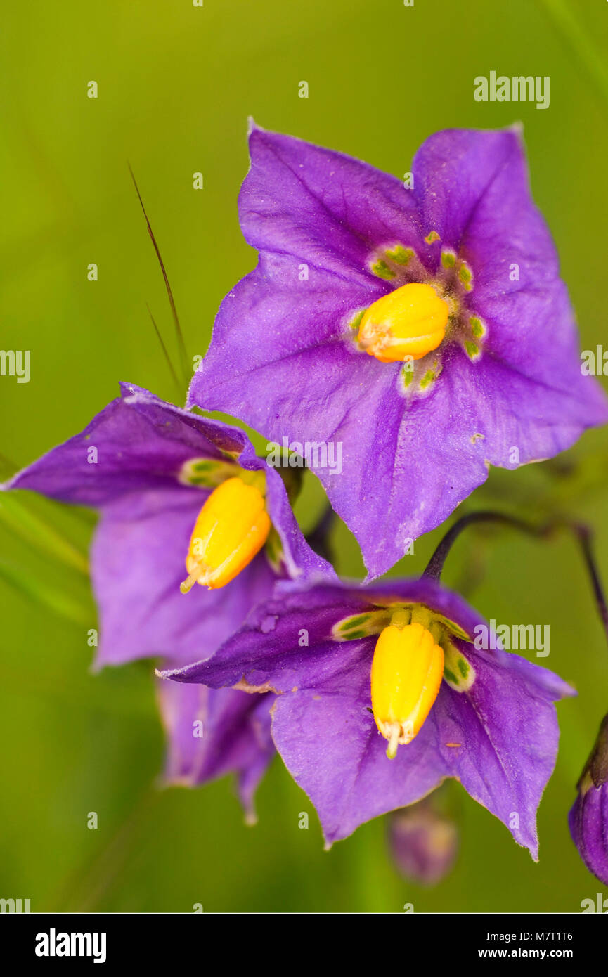 Nightshade, Daley Ranch Conservation Area, Escondido, California Stock ...