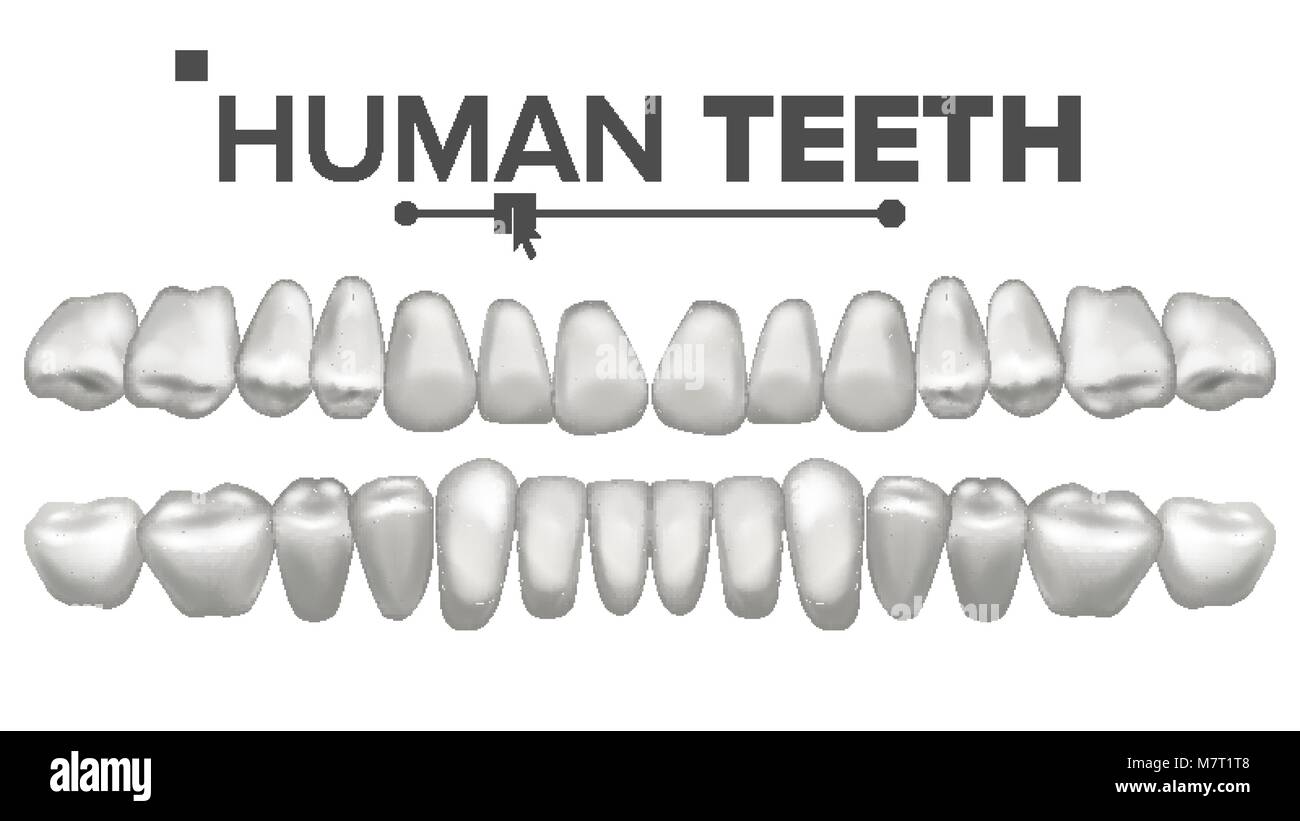 Canine Teeth Human