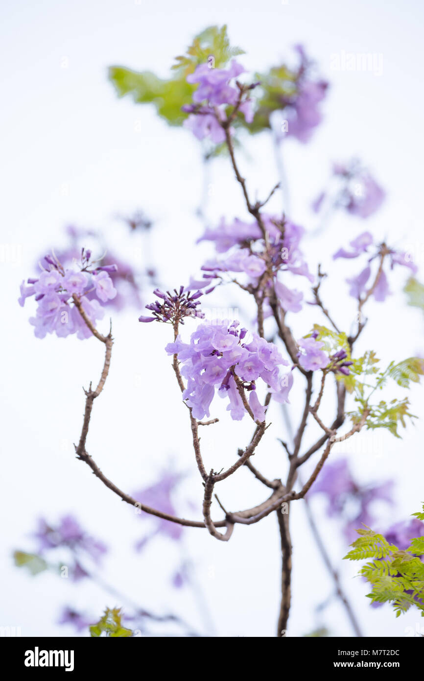 Jacaranda Flower isolated on white background, a species with an ...