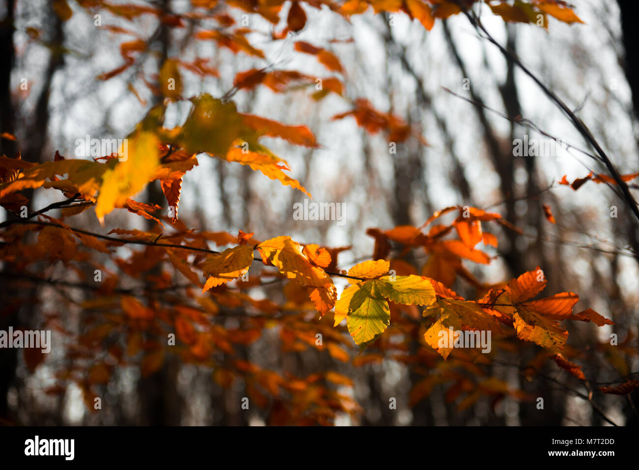 Colorful autumn trees in bright sunlight Stock Photo - Alamy