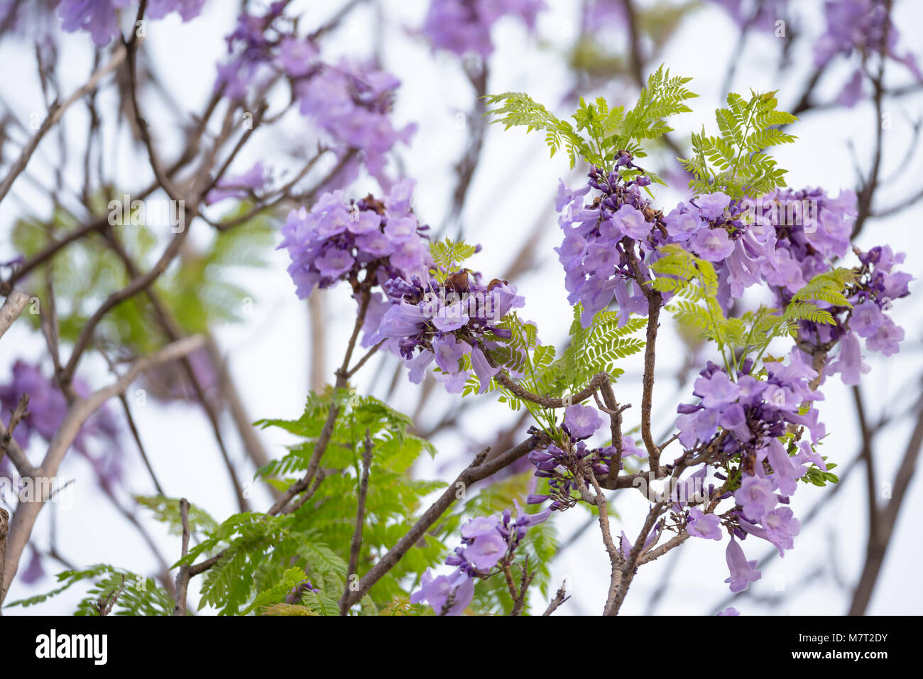 Jacaranda Flower isolated on white background, a species with an ...