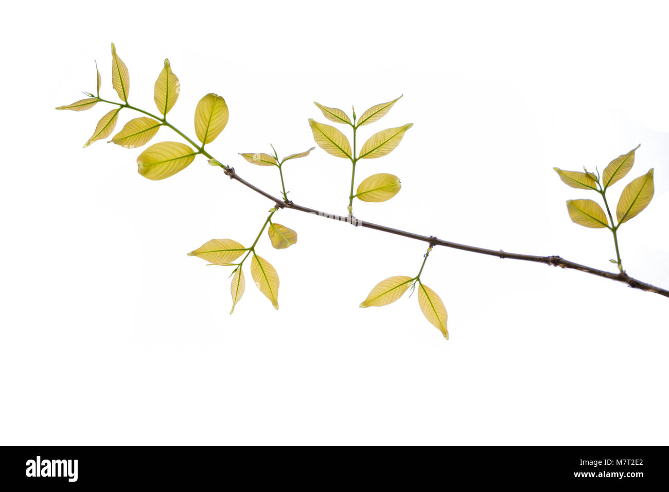 brunch of tree isolated on white background Stock Photo - Alamy