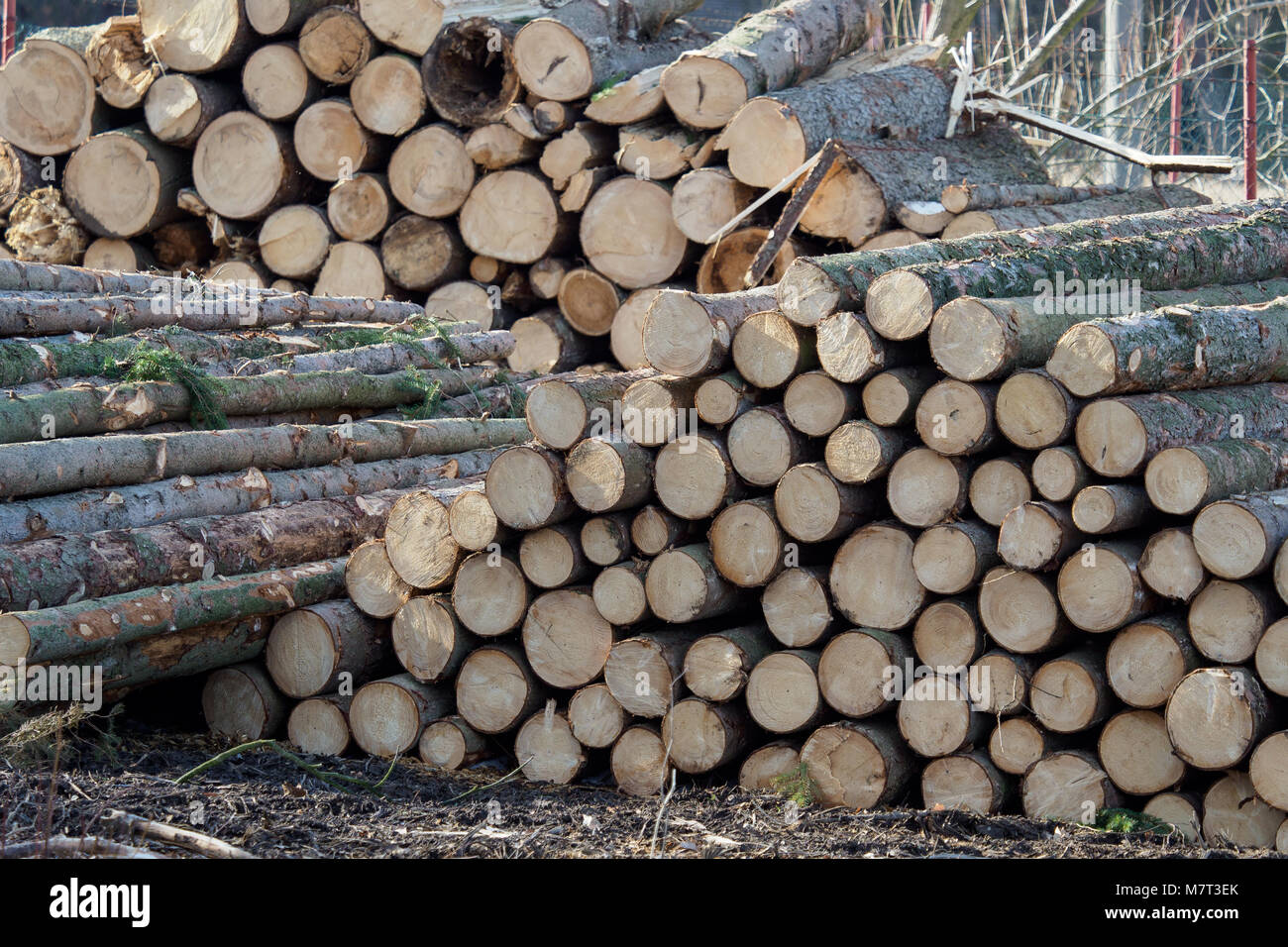 Pile of wood. A view of huge stacks of logs piled high at a lumber ...