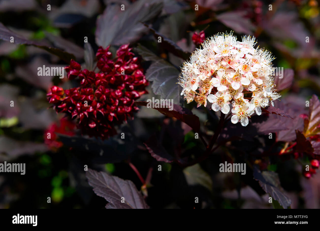Red Beefsteak plant's colorful leave. Perilla flower Stock Photo - Alamy