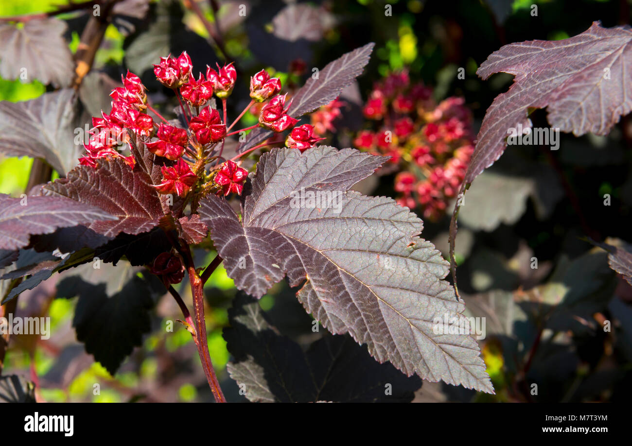 Red Beefsteak plant's colorful leave. Perilla flower Stock Photo - Alamy
