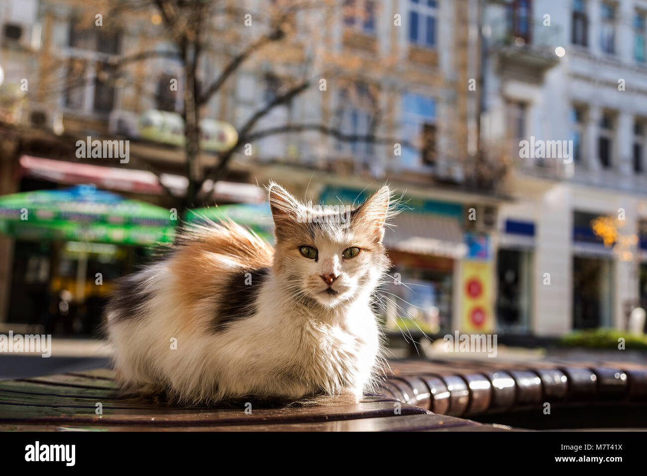 wild cat in urban environment. from a pet in a street predator ...