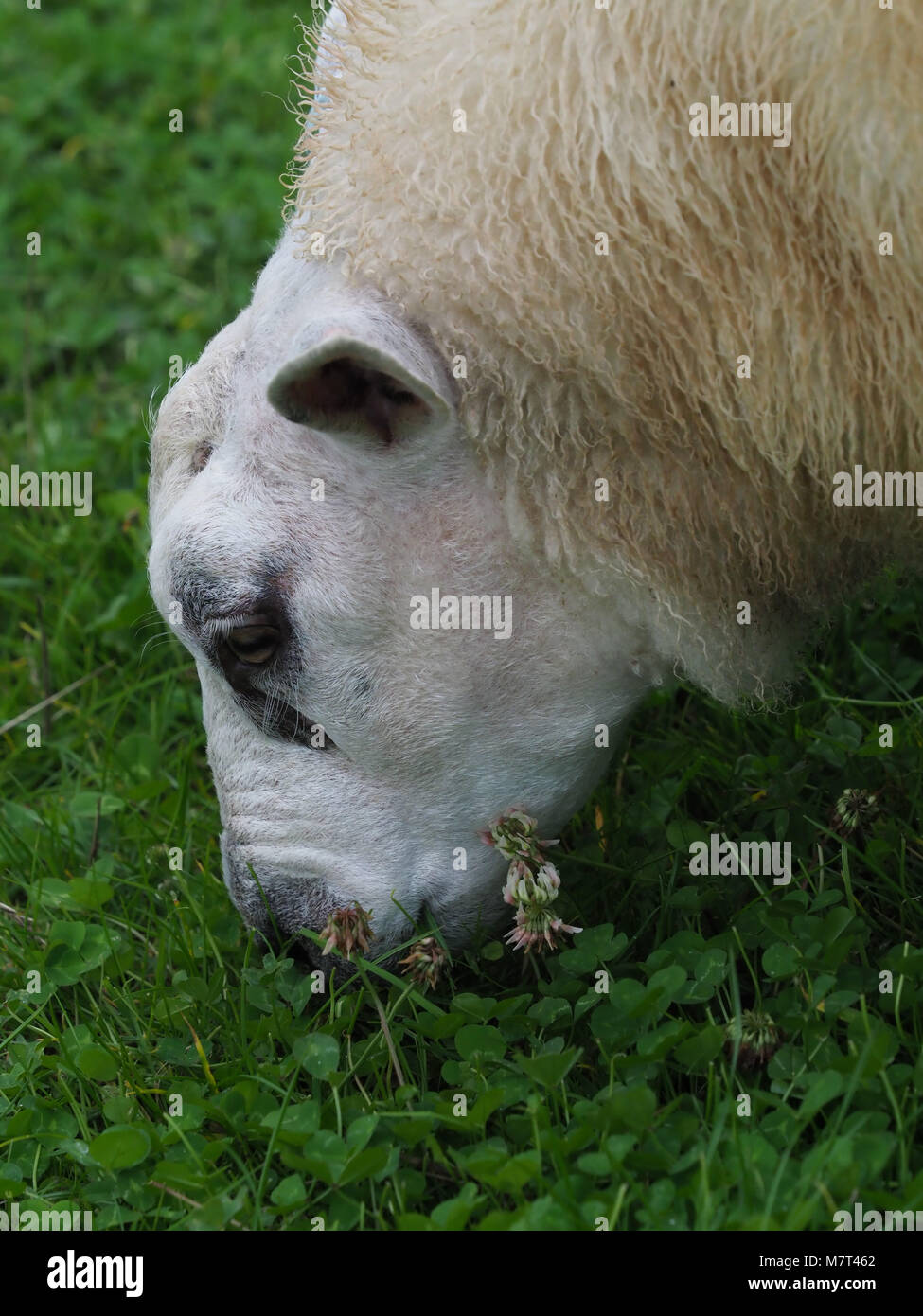 A single sheep grazes a paddock of clover Stock Photo - Alamy