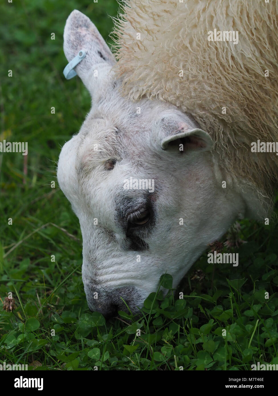 A single sheep grazes a paddock of clover Stock Photo - Alamy