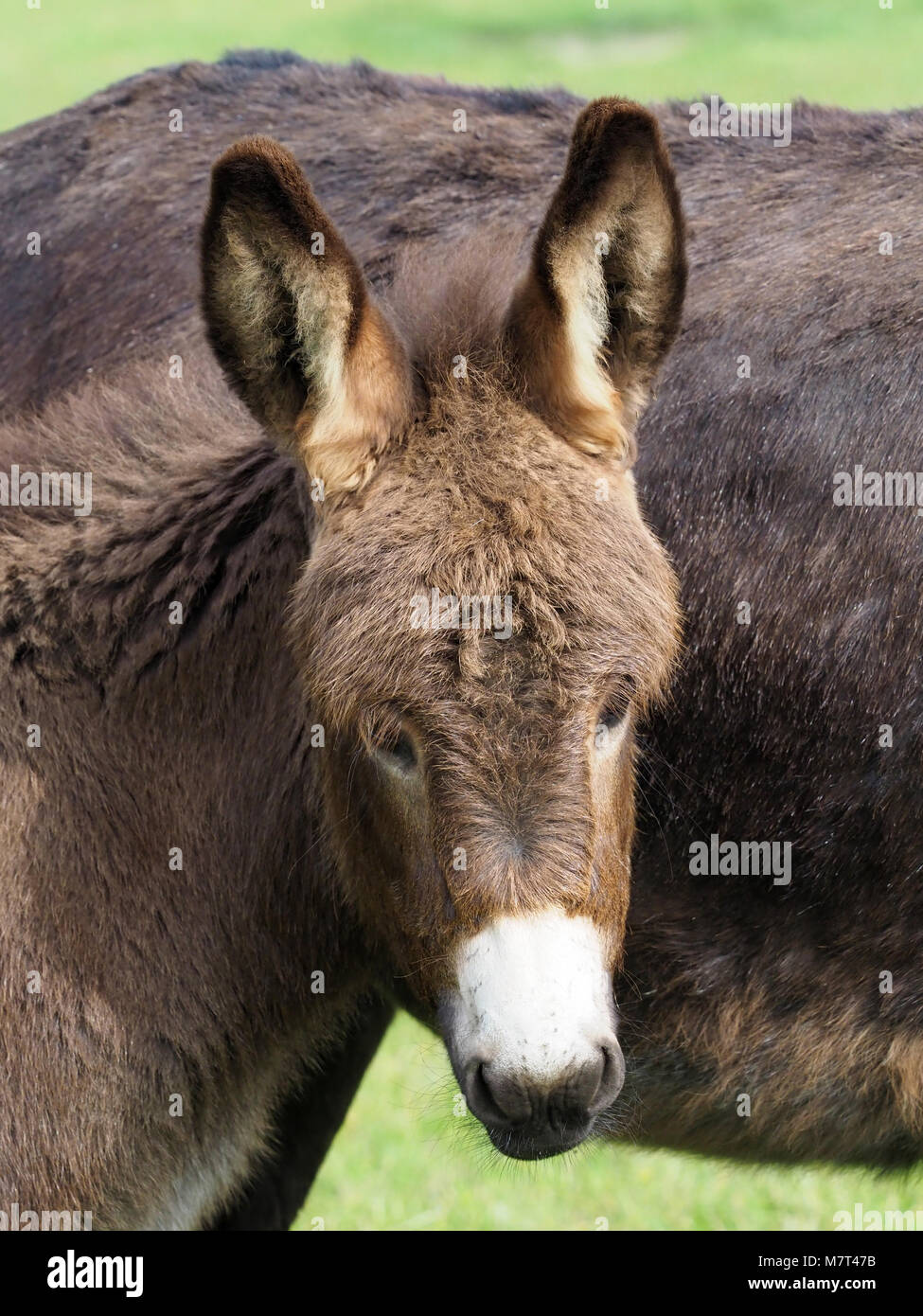 A head shot of a cute donkey foal Stock Photo - Alamy