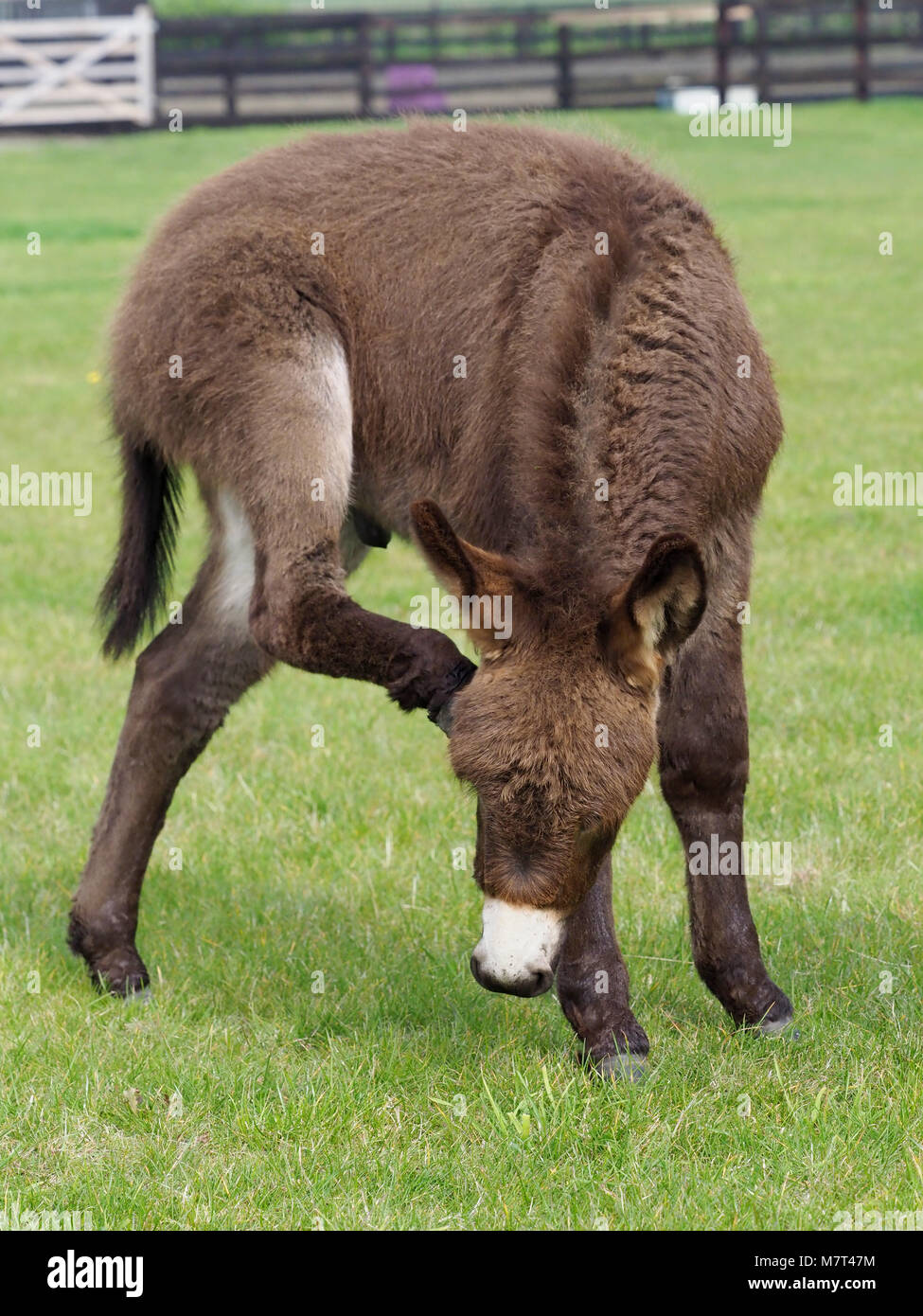 A cute donkey foal has a scratch outside in a paddock Stock Photo - Alamy