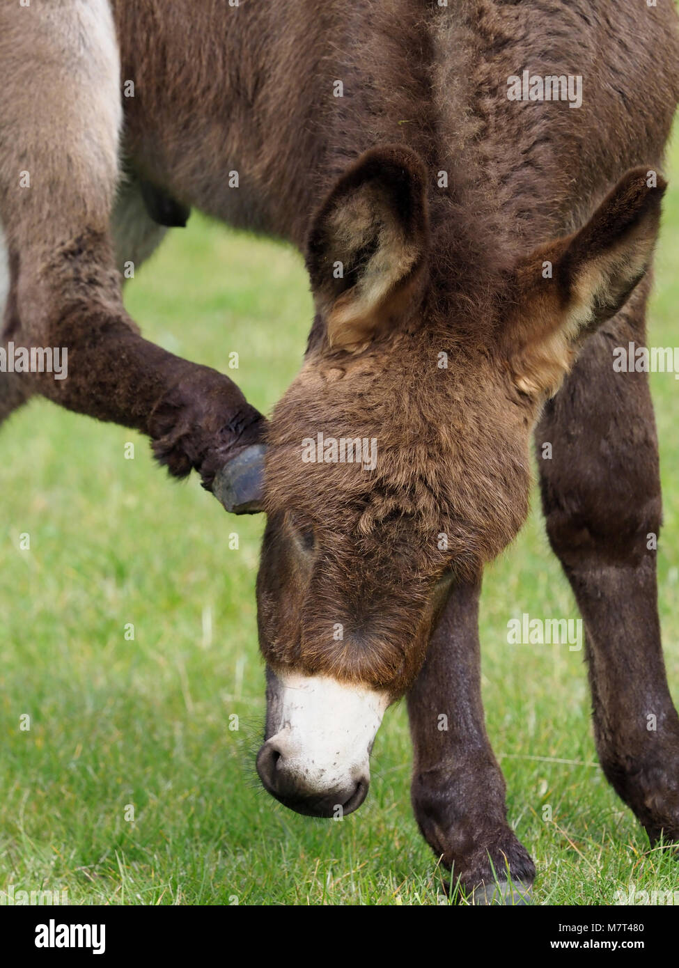 A cute donkey foal has a scratch outside in a paddock Stock Photo - Alamy