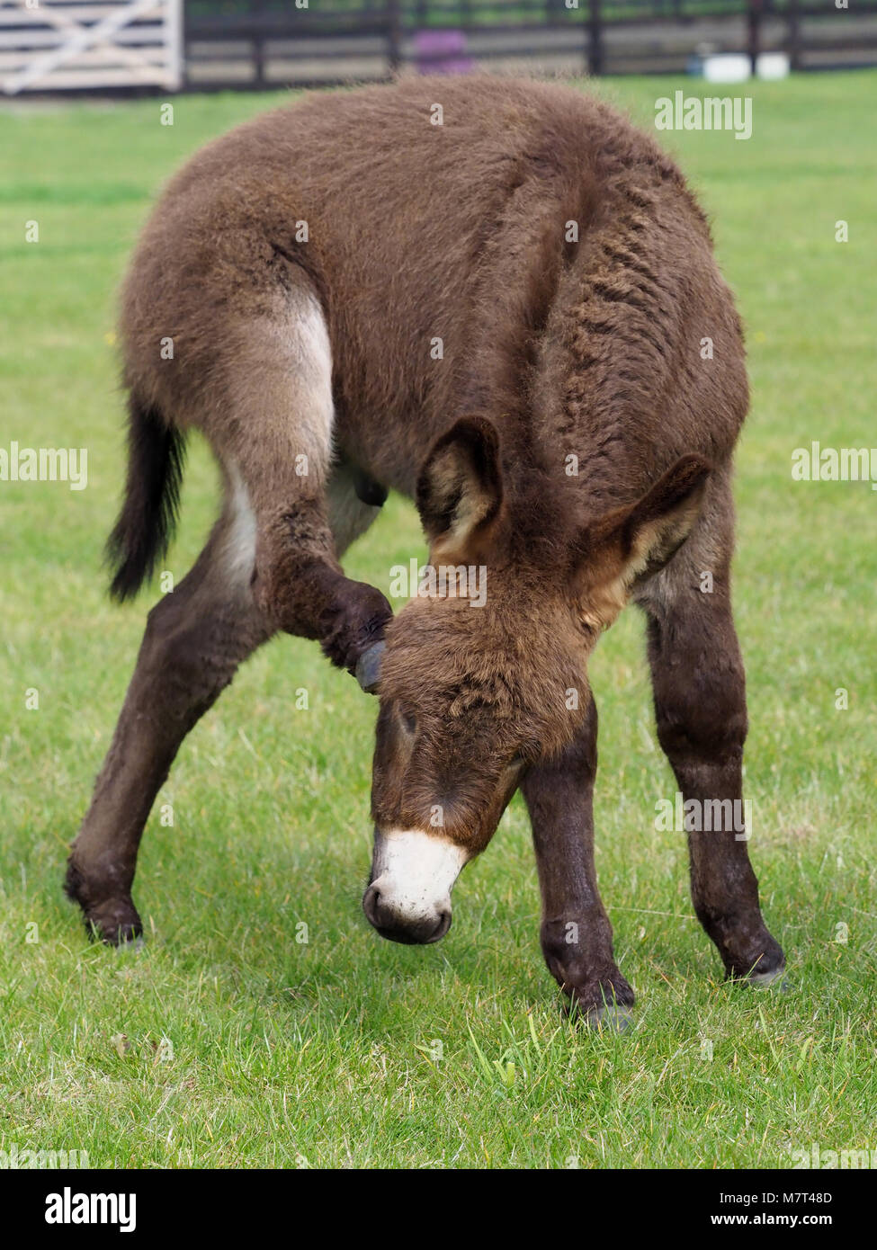 A cute donkey foal has a scratch outside in a paddock Stock Photo - Alamy