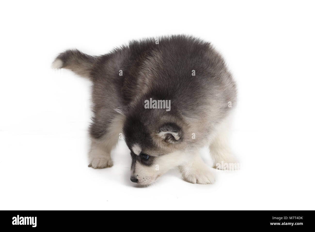 Cute dog husky portrait Cut Out Stock Images & Pictures - Alamy