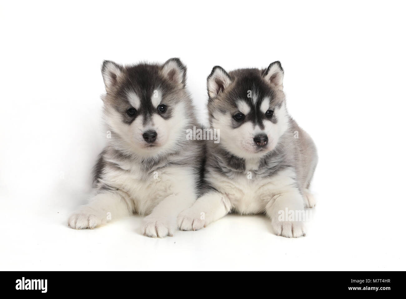 Cute puppy Siberian husky Stock Photo - Alamy