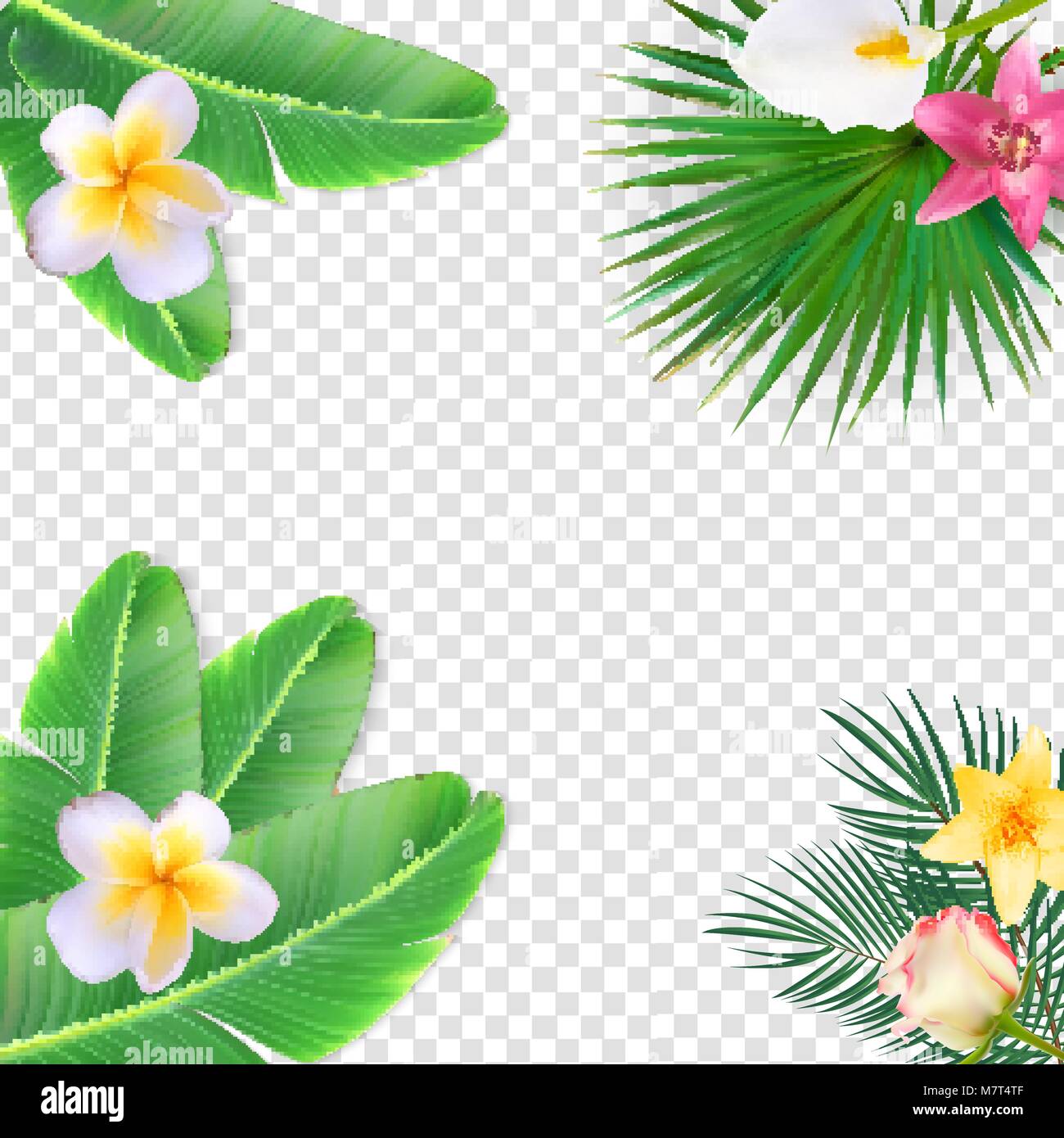 Summer Natural Floral Frame on Transparent Background Vector ...