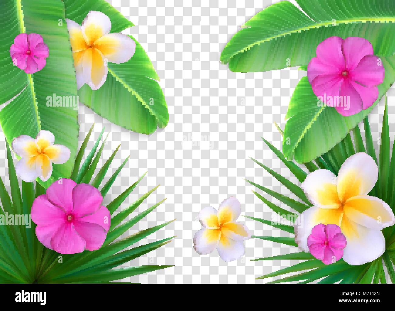 Summer Natural Floral Frame on Transparent Background Vector ...