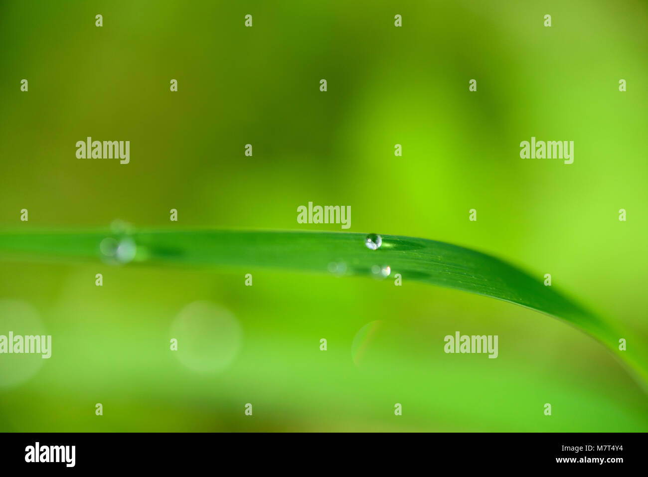 Morning Dew Drops in grass Stock Photo - Alamy