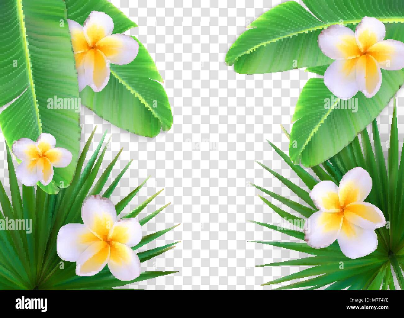 Summer Natural Floral Frame on Transparent Background Vector ...