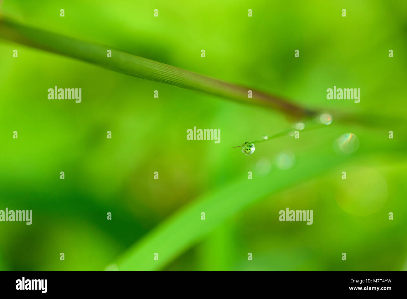 Morning Dew Drops in grass Stock Photo - Alamy