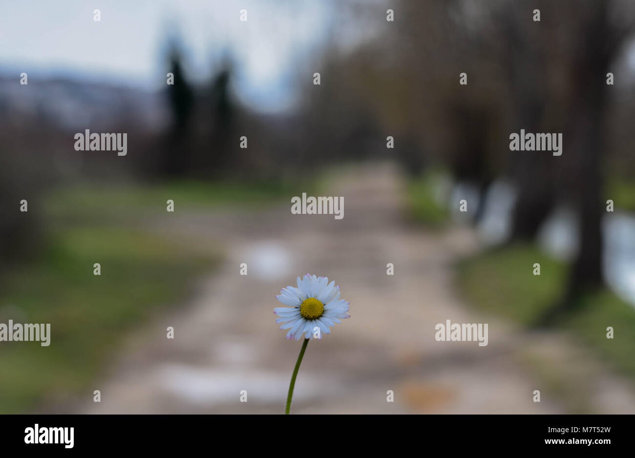 Colorful daisy photo/ little white isolated daisy at forest path Stock ...