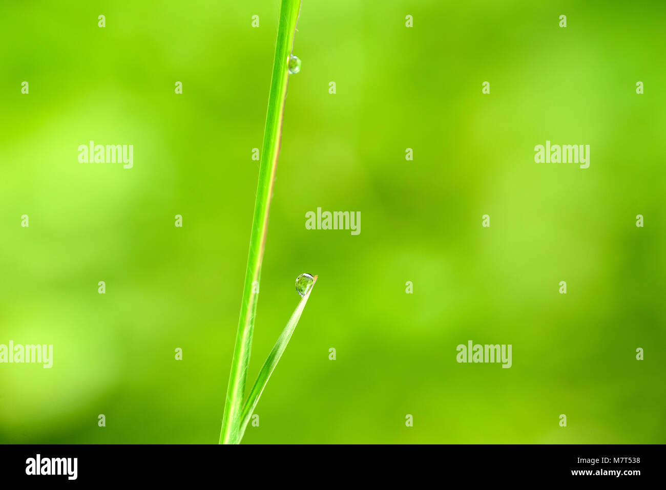 Morning Winter Dew Drops in Grass Stock Photo - Alamy